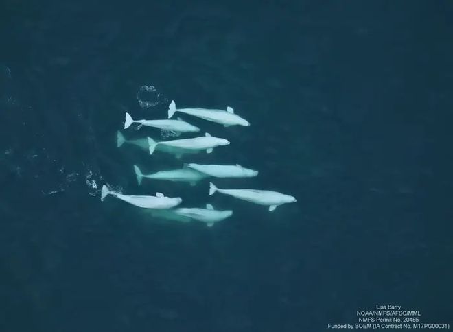 Both Female and Male Beluga Whales Take Many Mates, and It May Protect ...
