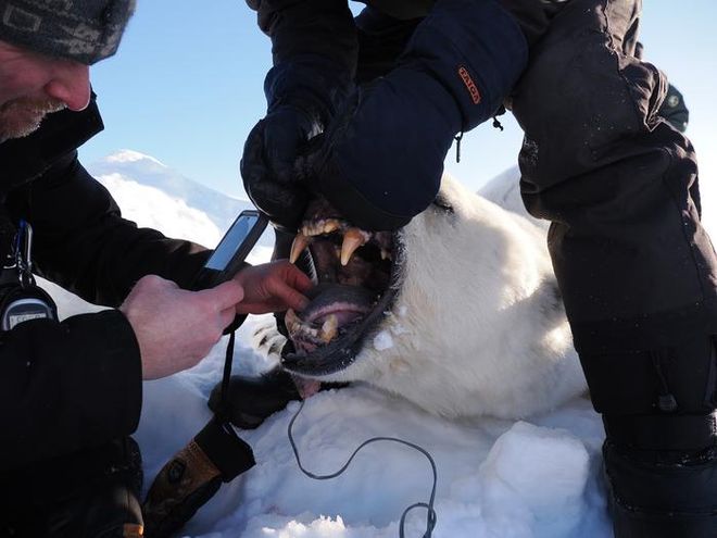 Adult Polar Bears in Svalbard Are Gaining Fat Even as Arctic Sea Ice ...