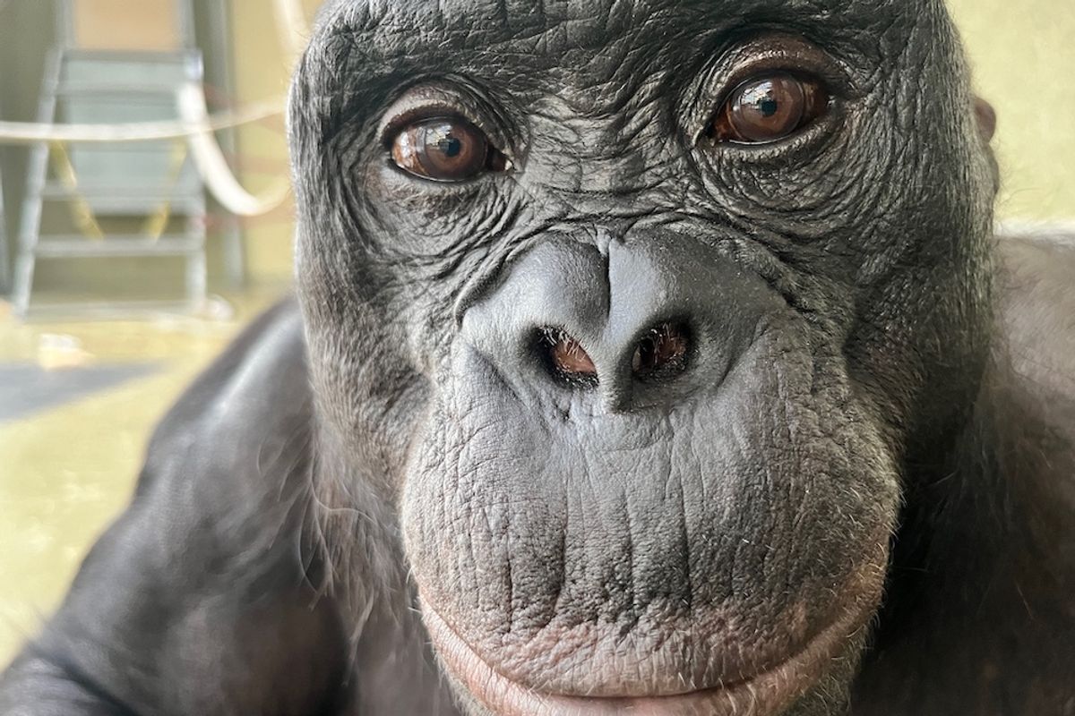 Bonobo Kanzi Plays Pretend Like a Child, Showing Ape’s Capacity to ...