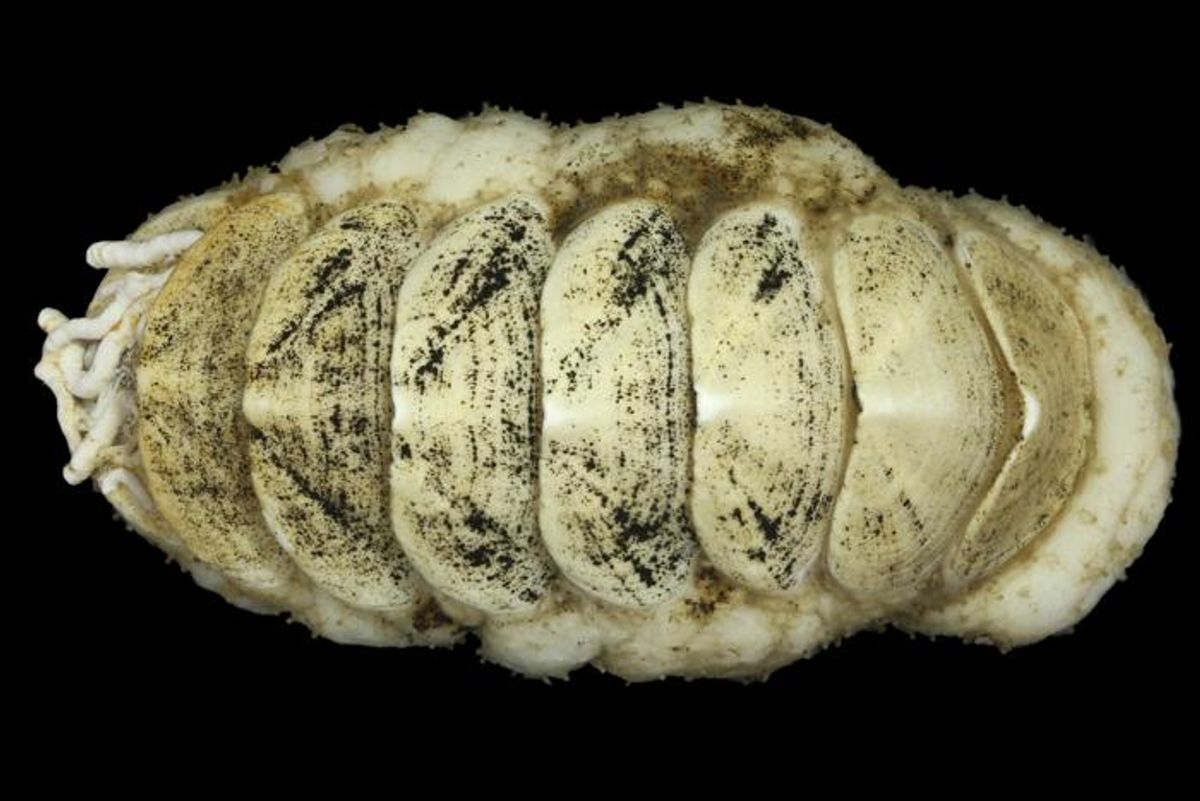 8,000 Suggestions Later, a Newly Discovered Deep-Sea Species Gets Its ...