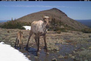 Wolf Reduction Helped Caribou Calves Survive — but Only in Rugged ...