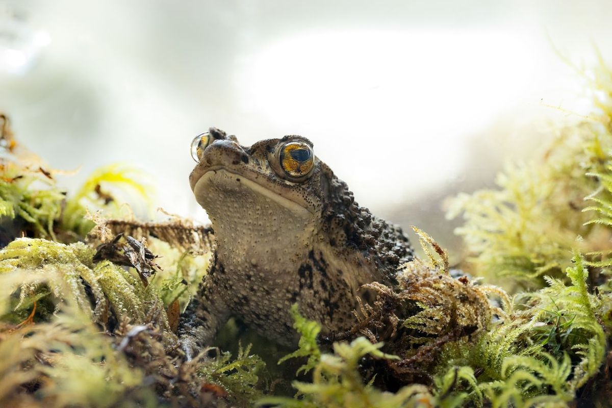 The Sapo Concho Is the Only Native Toad to Puerto Rico, and It's ...