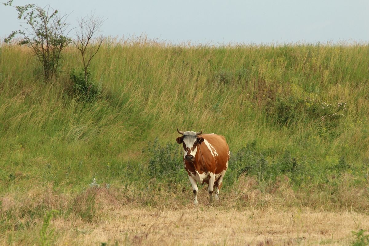 How Amsterdam Island Turned into an Unlikely Haven For Feral Cows ...