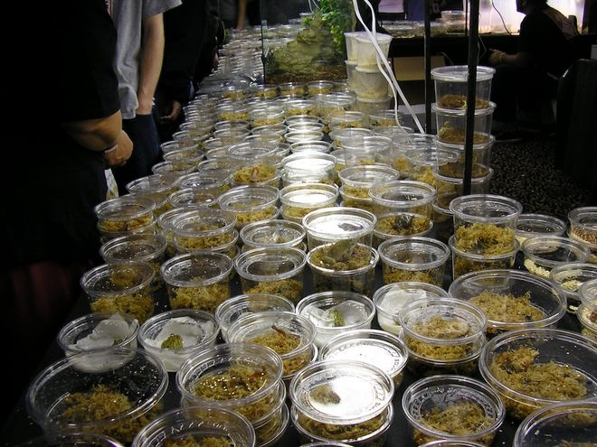 Species Slip Through the Cracks of the U.S. Frog Trade, Some Sold at a ...