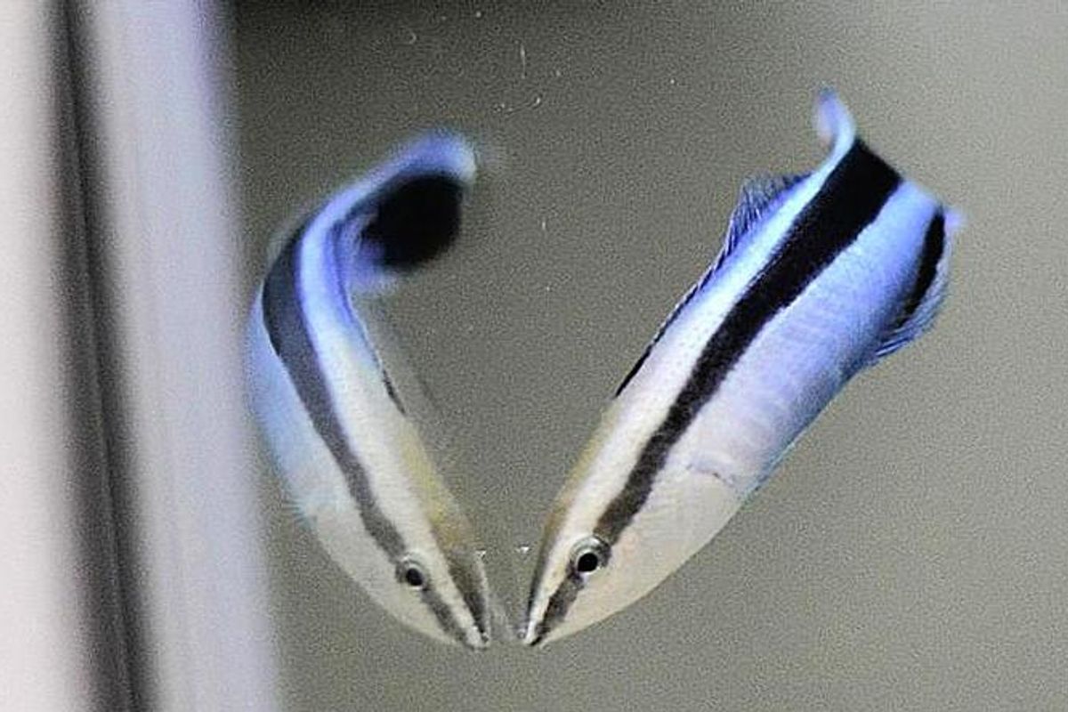 Like Dolphins, This Tiny Reef Fish Sees and May Be Experimenting With ...