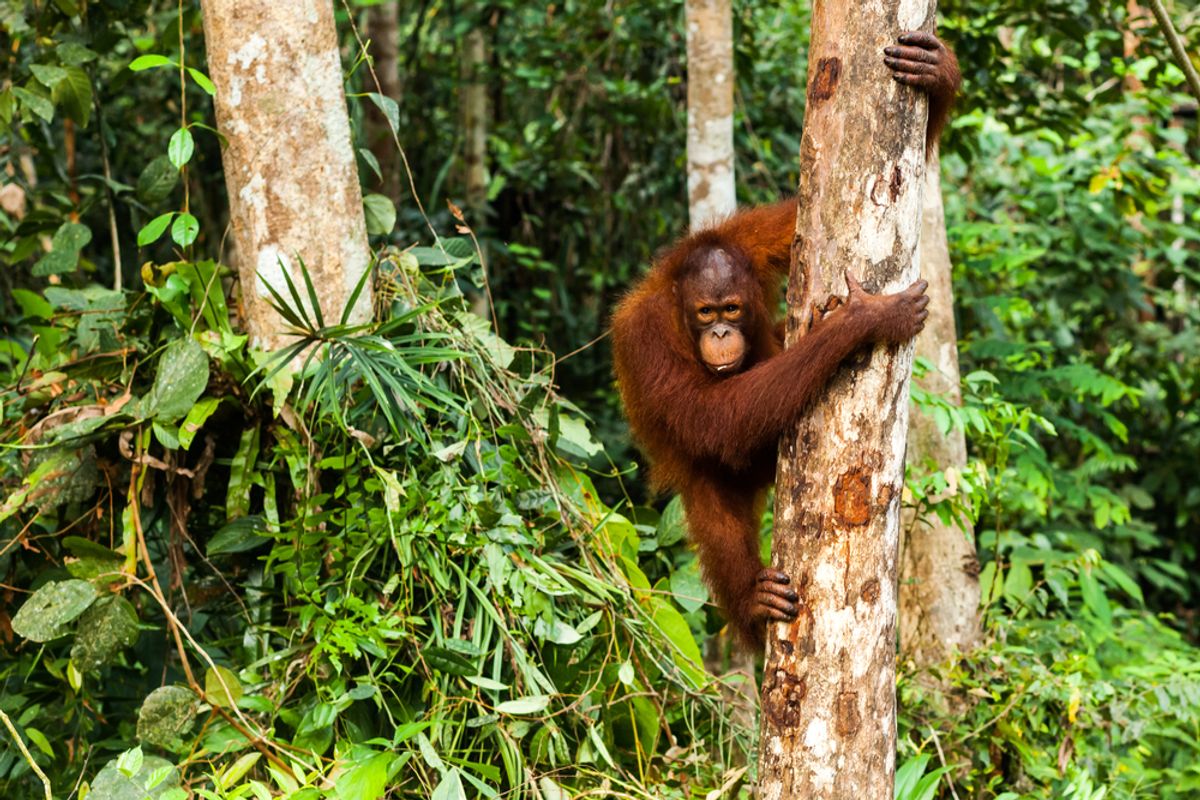 Primates’ Climbing Techniques May Have Helped Shape Their Evolutionary ...