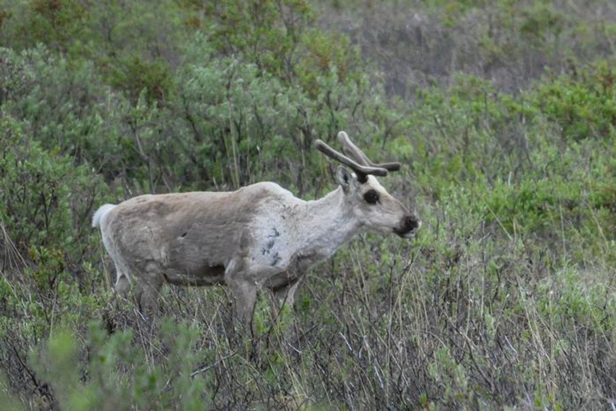 Female Caribou Eat Their Own Antlers Possibly to Survive Childbirth ...