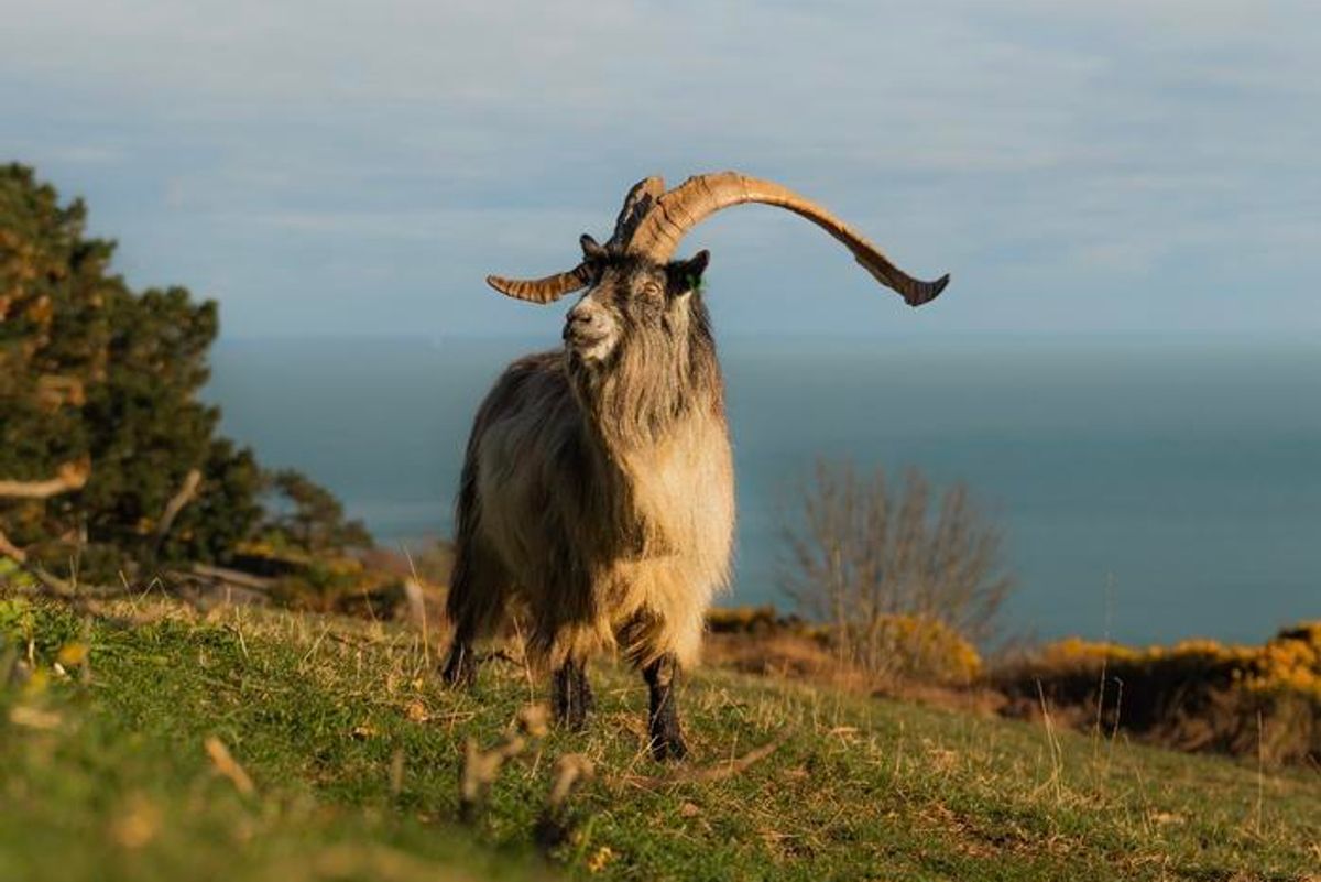 Old Irish Goats Are Ireland’s Only Indigenous Goat Breed and Trace Back ...