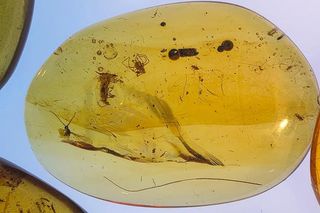 These Amber Fossils Offer a “Snapshot of Life on Earth Millions of ...