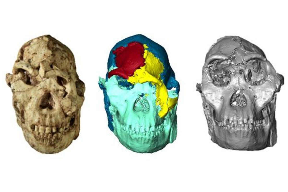 3.67-Million-Year-Old ‘Little Foot’ Gets New Face Reconstruction ...