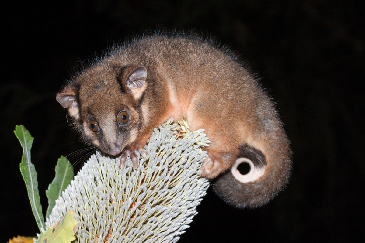 Two Marsupials Re-emerge in New Guinea Rainforests After Being ...