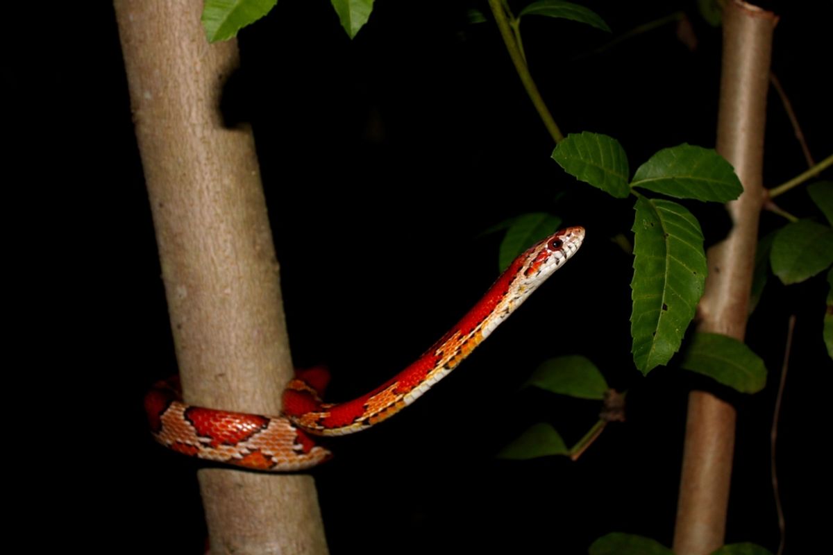 Brown Tree Snakes Use Key Muscles to “Stand” Upright — Possibly ...