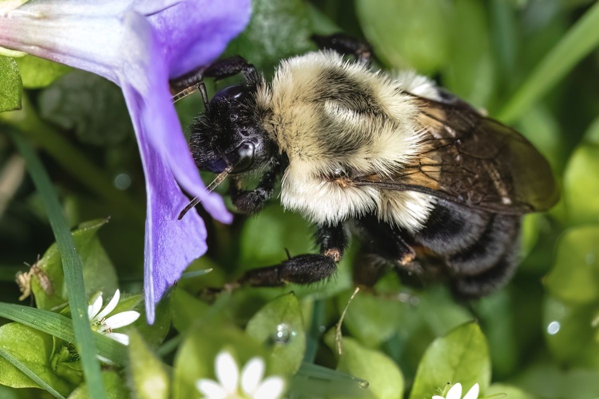 Bumblebee Queens Can Survive and Breathe Underwater For Over a Week By ...