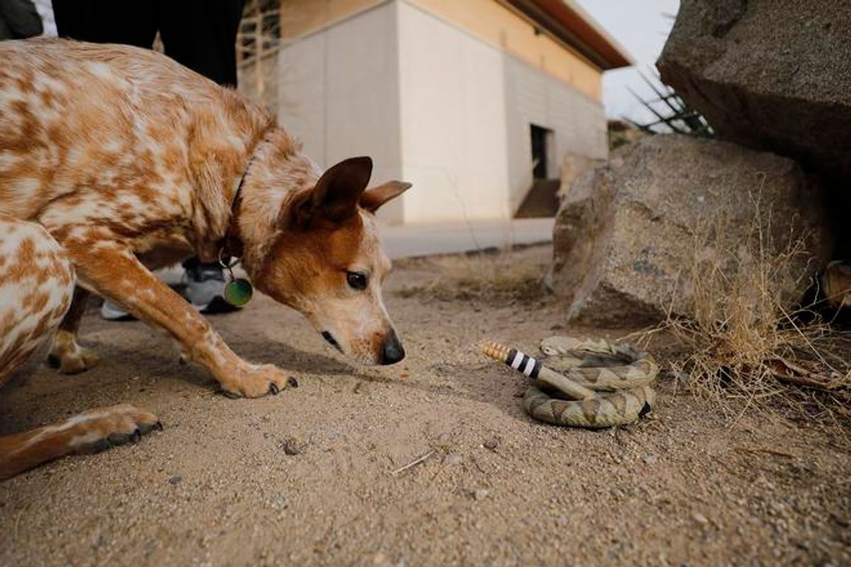 A 3D-Printed Rattlesnake Reveals How the Rattle Stirs Fear, Even in ...