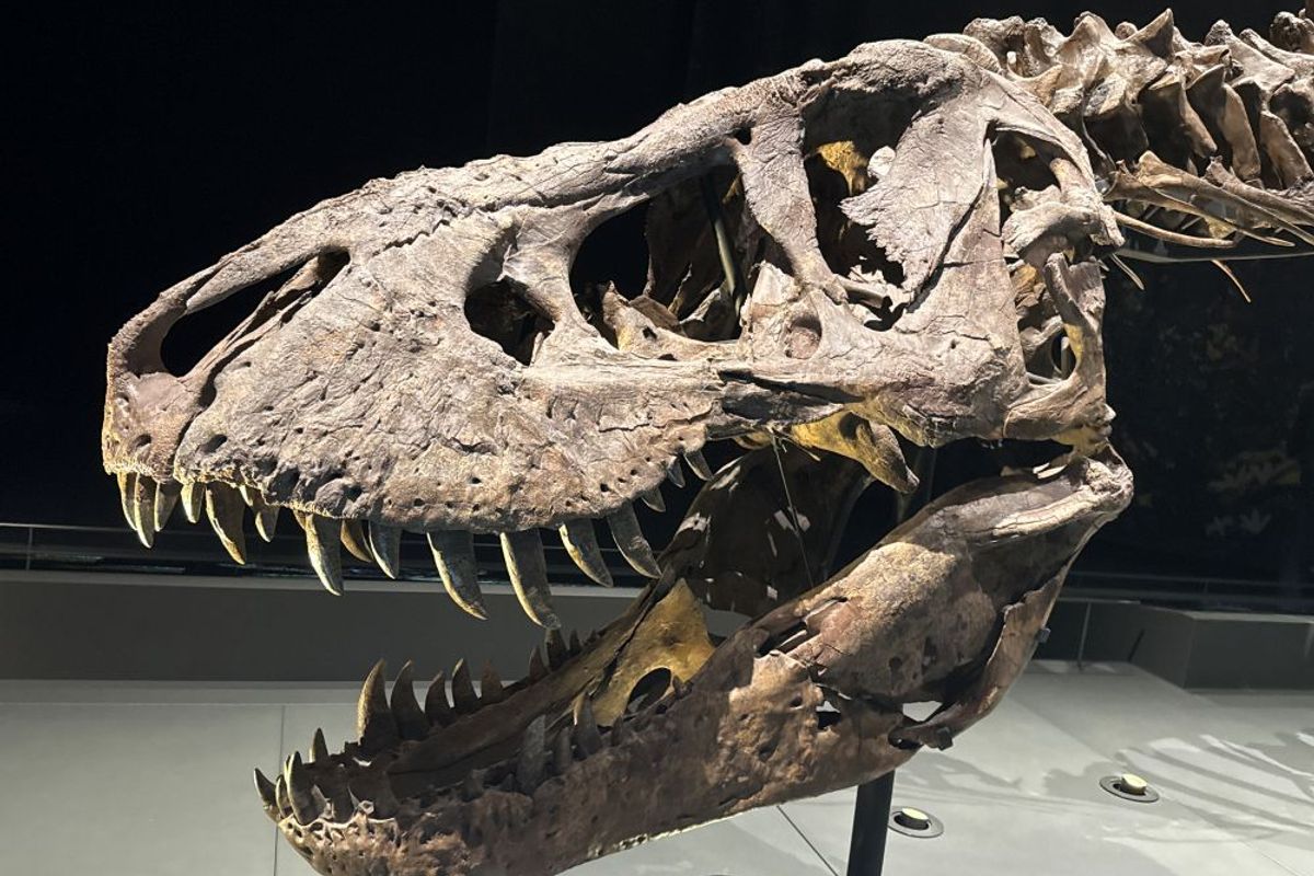 Did the T. rex Actually Evolve in America? A 74-Million-Year-Old Shin ...