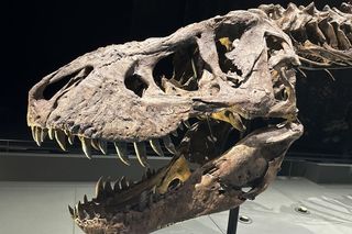Did the T. rex Actually Evolve in America? A 74-Million-Year-Old Shin ...