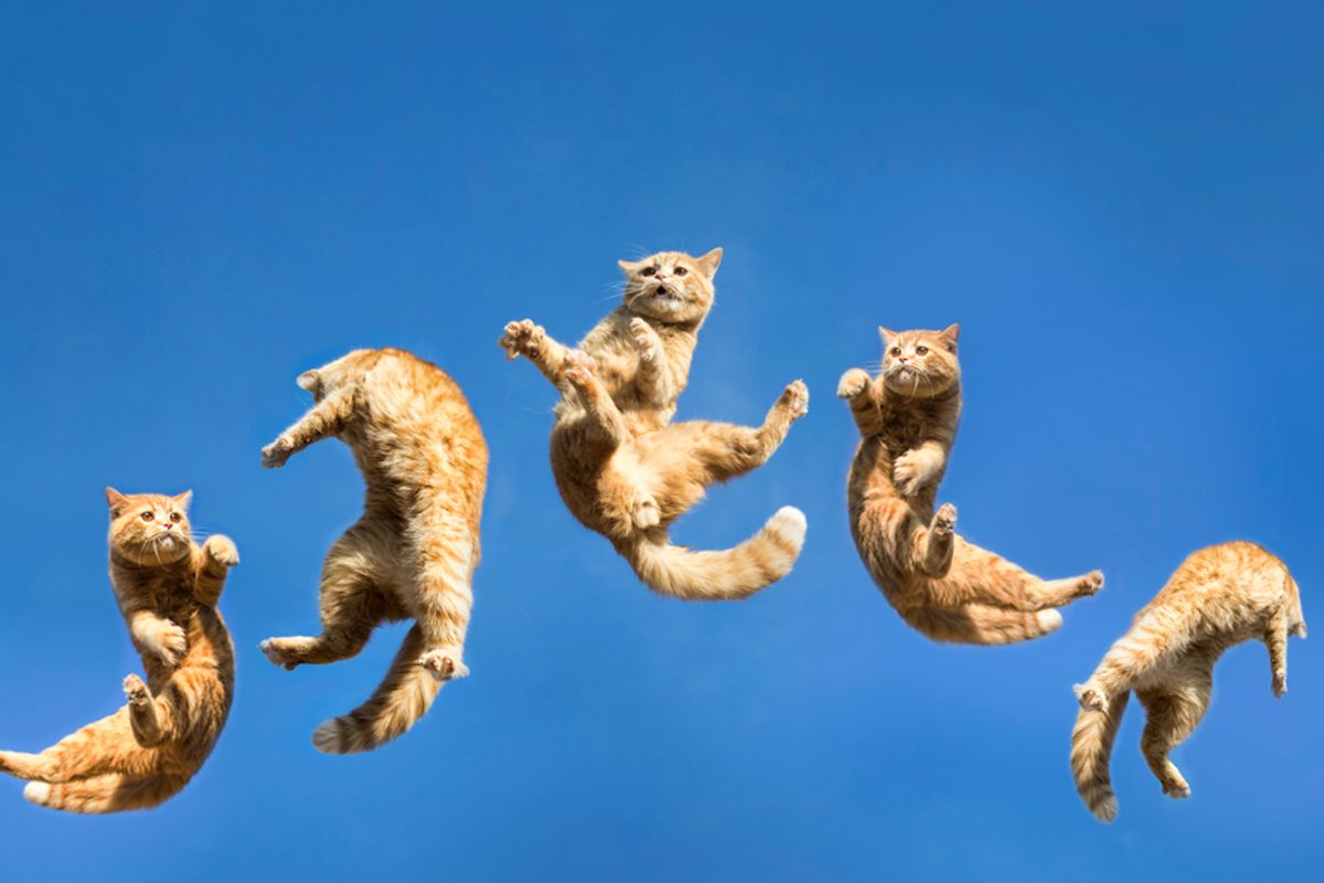 Cats’ Flexible Spines Help Them Pull Off the Mid‑Air Twist — and Land ...