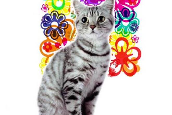 Do Cats Hallucinate? | Discover Magazine