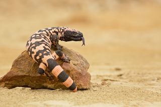 The Venomous Gila Monster Helped Spark the Discovery of Ozempic ...