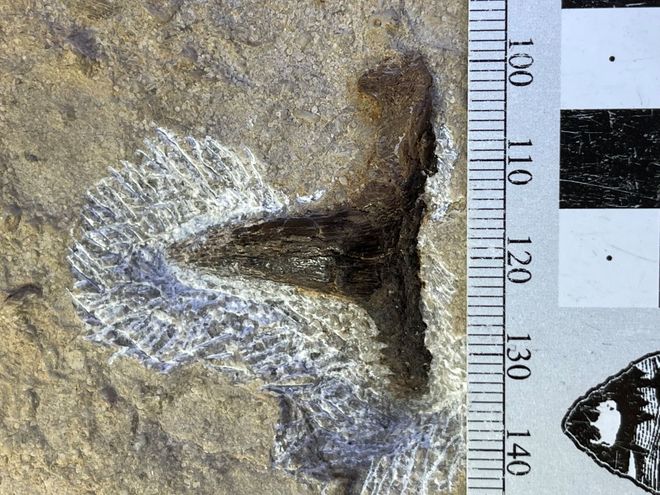 Why Mammoth Cave Preserves Shark Fossils Unlike Anywhere Else ...