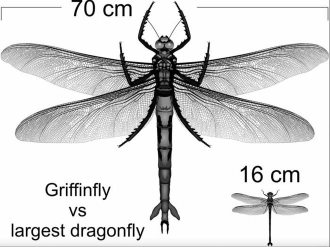 Giant Dragonflies With 2-Foot Wingspans Ruled the Skies 300 Million ...
