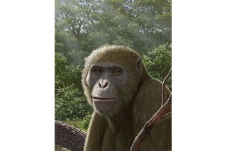 18-Million-Year-Old Ape Fossil From Egypt Suggests Modern Apes ...