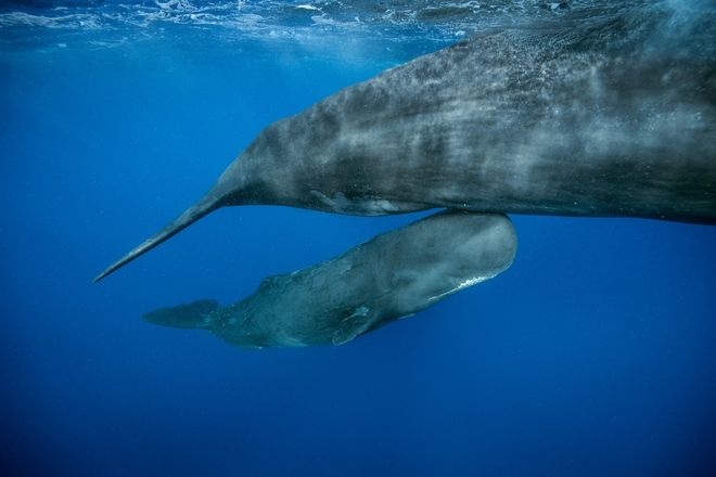 A Sperm Whale Is Born — Rare Footage Reveals Social Care During the ...