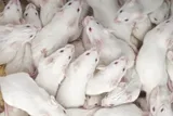 The History of the Lab Rat | Discover Magazine