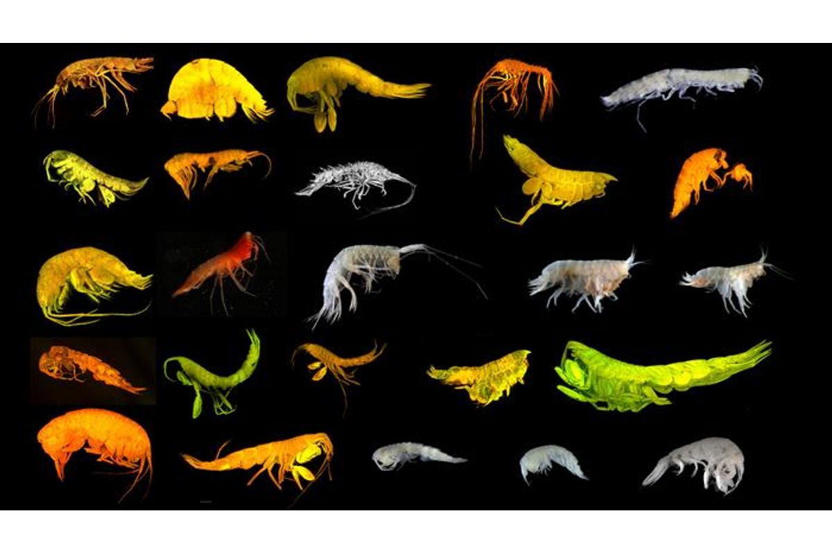 24 Newly Discovered Species Reveal a New Branch of Life Hidden in the ...