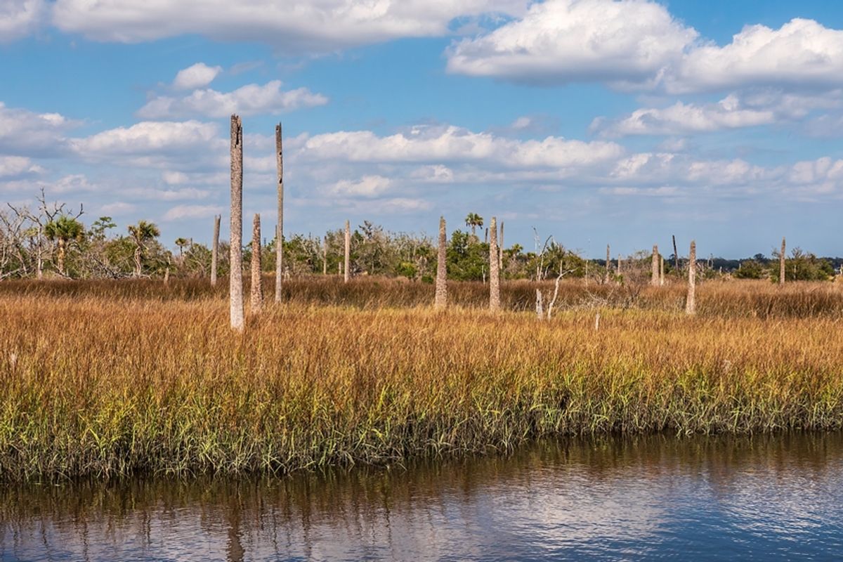 Ghost Forests Could Tell Us Which Coastal Regions Are Vulnerable to ...