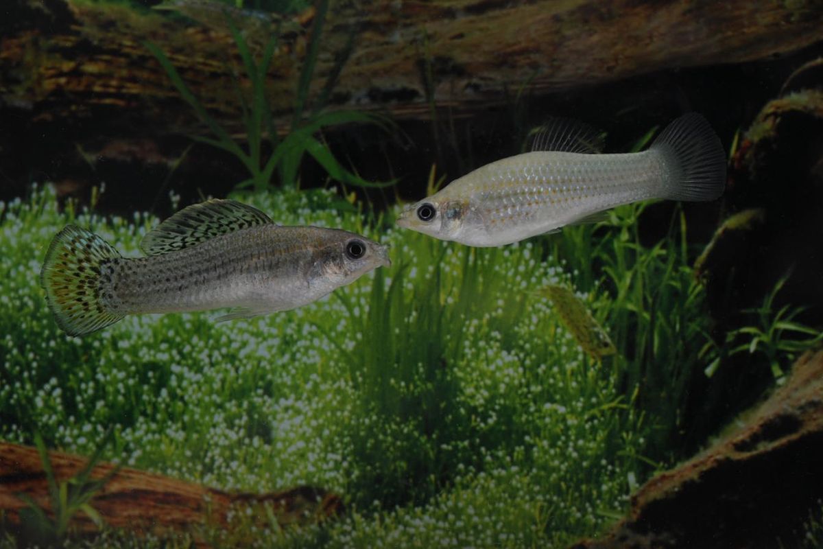 This All-Female Fish Has Been Cloning Itself for 100,000 Years — and ...