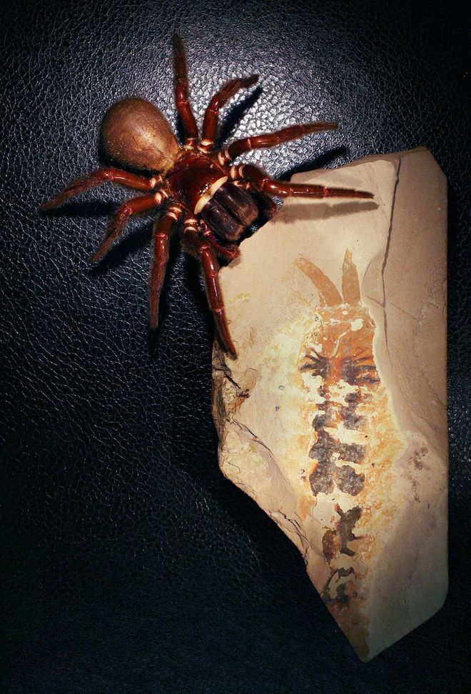 500-Million-Year-Old Fossil Reveals a Claw That Rewrites the Origins of ...