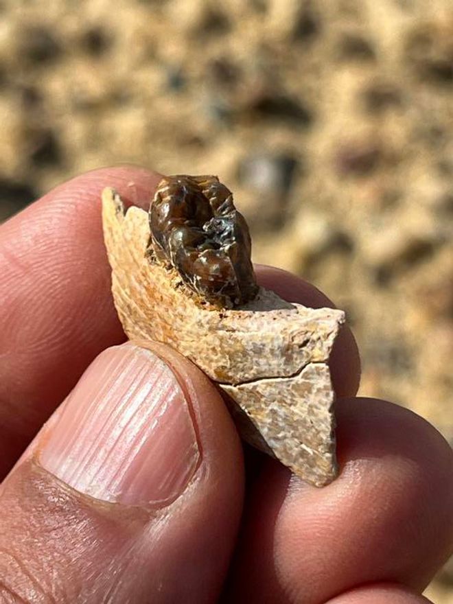 18-Million-Year-Old Ape Fossil From Egypt Suggests Modern Apes ...