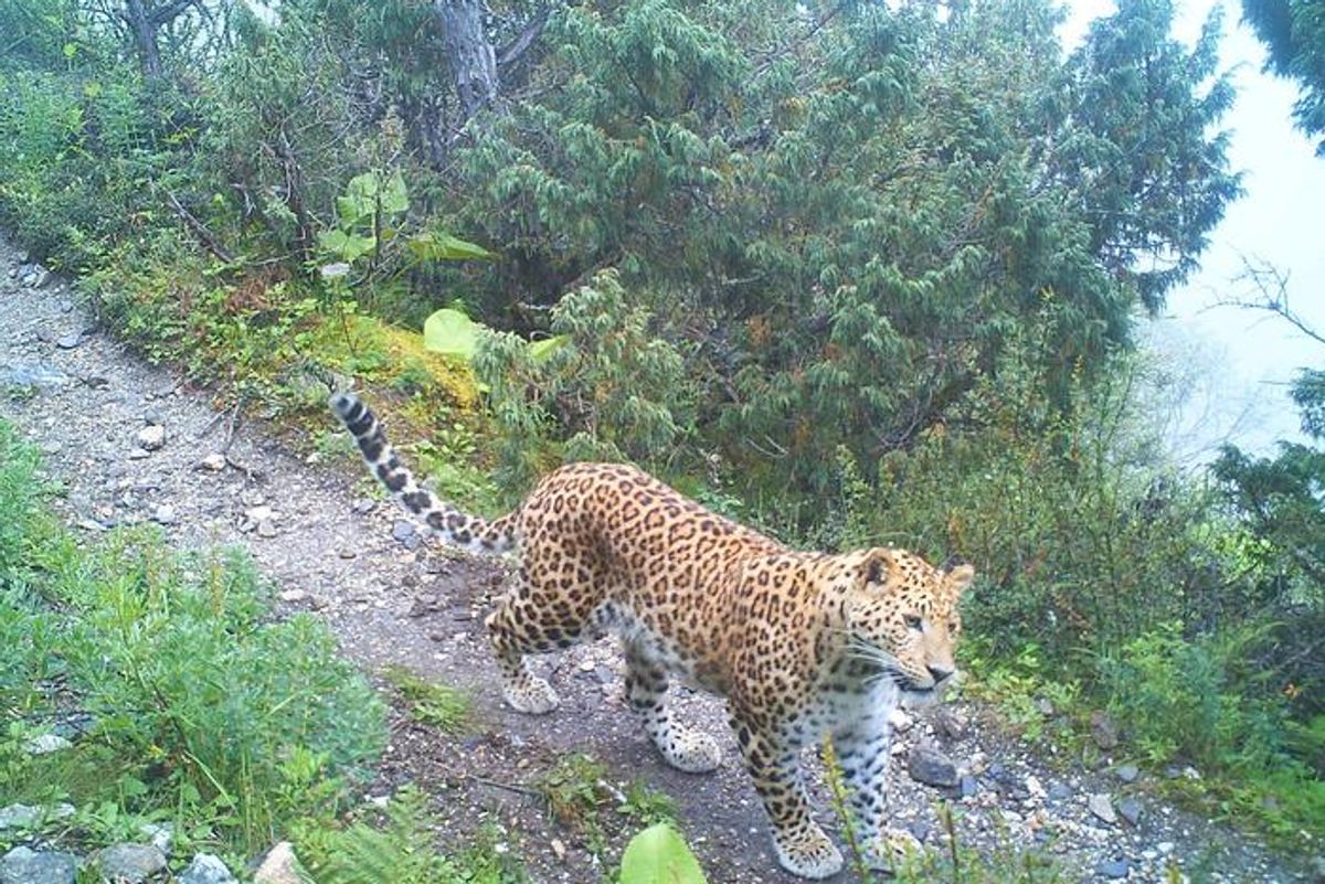 3 Apex Predators — Snow Leopards, Wolves, and Leopards — Coexist by ...