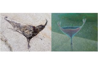 539-Million-Year-Old Ediacaran Fossils Push Complex Animal Life Back 4 ...