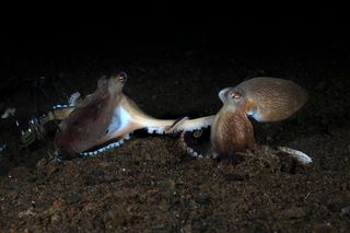 Octopuses Don’t Need Eyes to Mate — Their Arms Do the Work | Discover ...