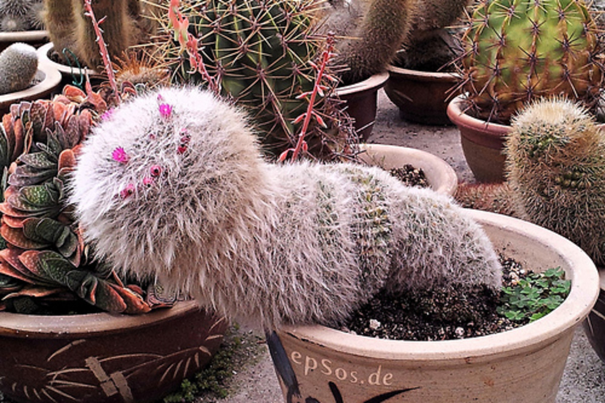 What's the Best Way to Remove Cactus Spines? | Discover Magazine