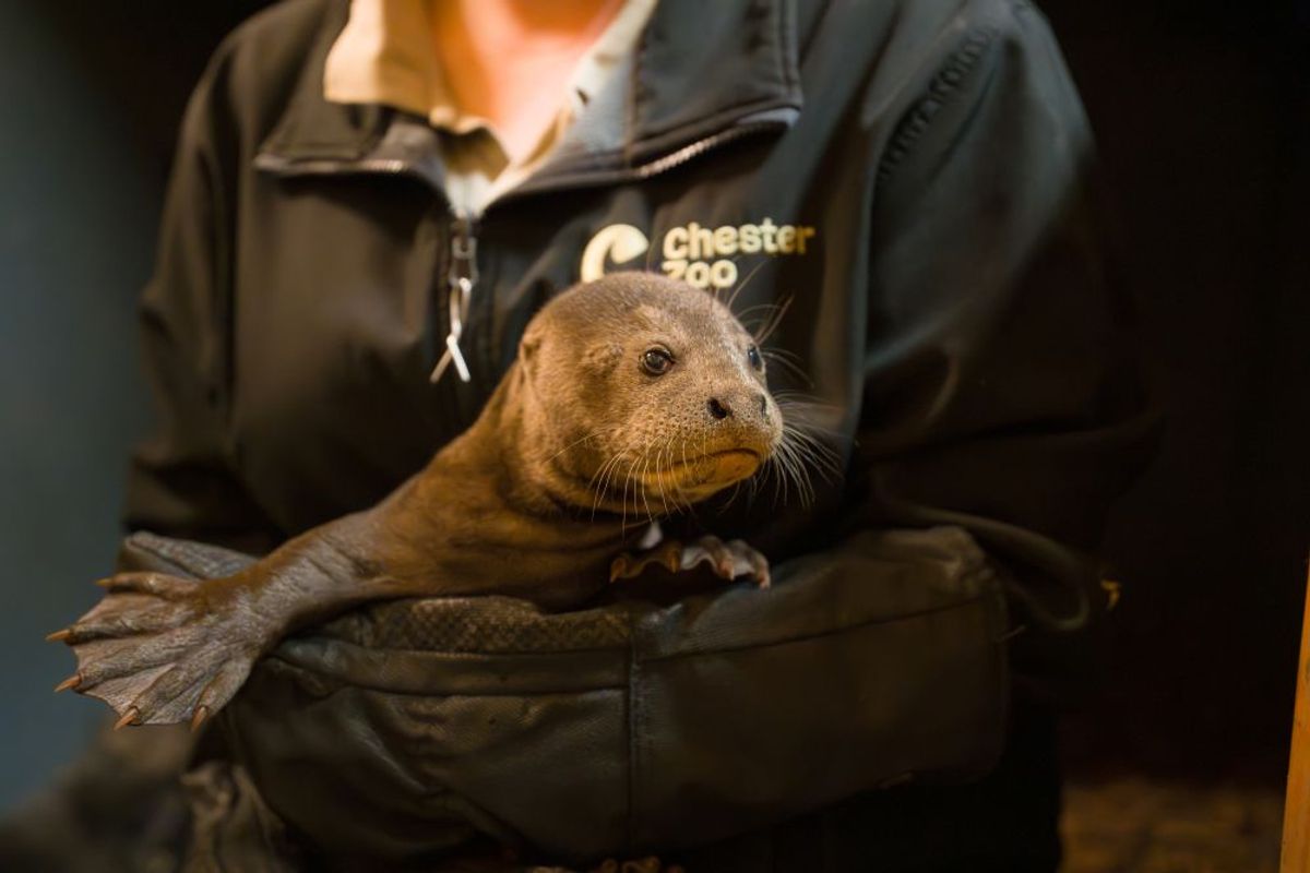 Giant Otter Gives Birth to Triplets at Chester Zoo — A Rare Success for ...
