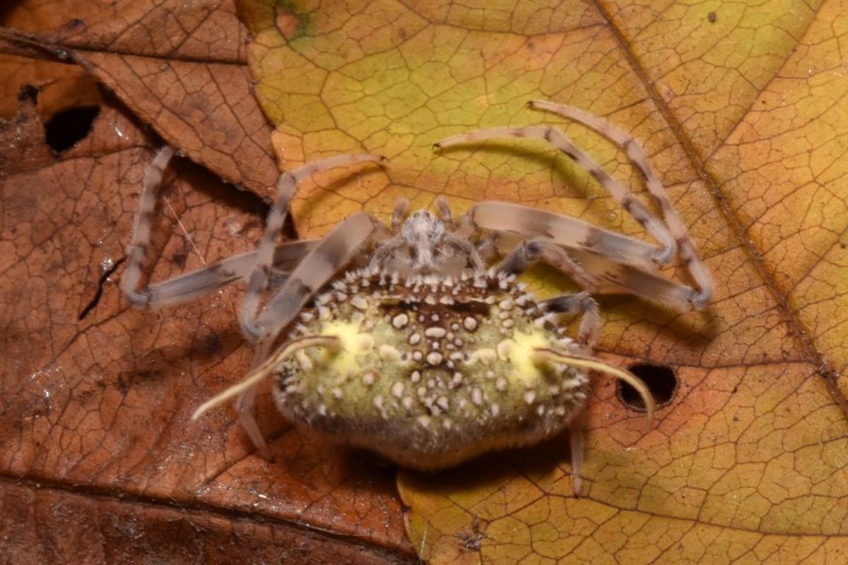 New Spider Species Appears to Mimic a Deadly Fungus to Fool Prey and ...
