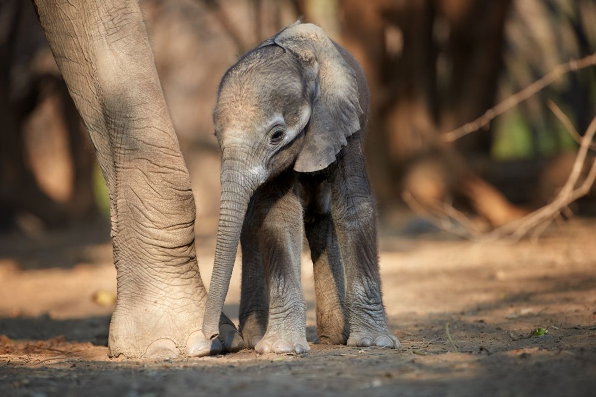 The First Asian Elephant Calf Is Born After a 25-Year Wait at the ...