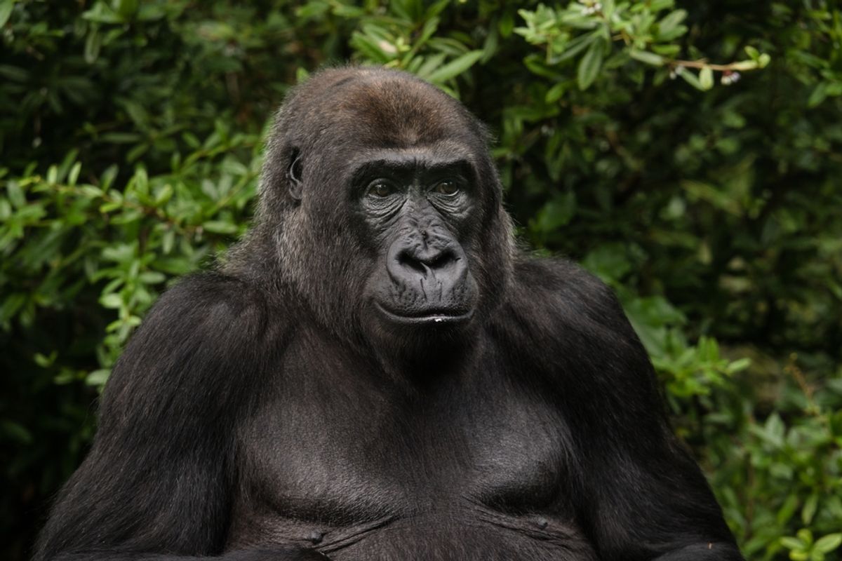World’s Oldest Gorilla Turns 69 — What Lady Fatou Reveals About Animal ...