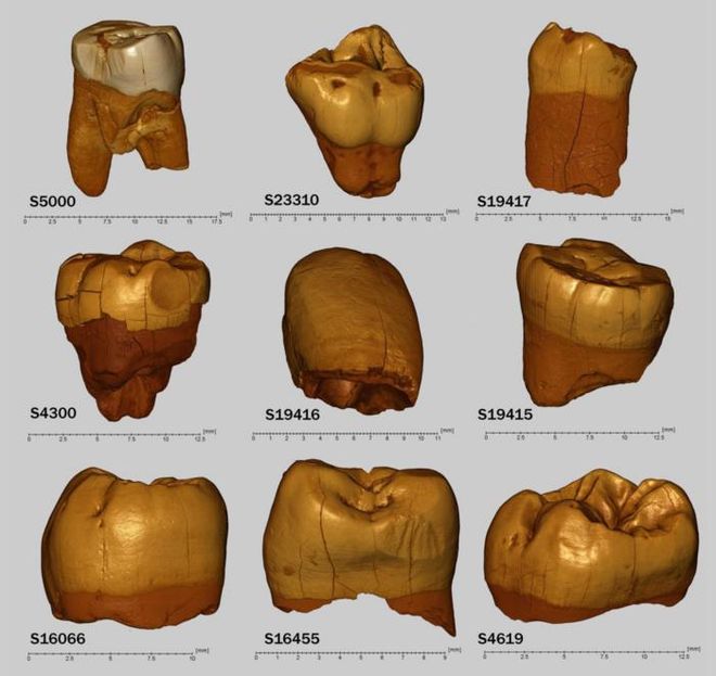 100,000-Year-Old Neanderthal Teeth May Reveal How Early Humans Moved ...