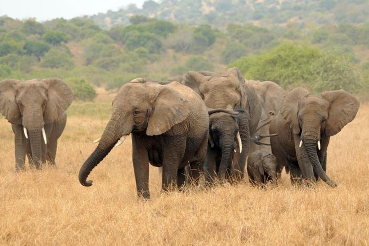 Largest Ever Elephant Genome Study Reveals a Hidden Crisis — and a Path ...