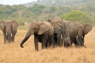 Largest Ever Elephant Genome Study Reveals a Hidden Crisis — and a Path ...