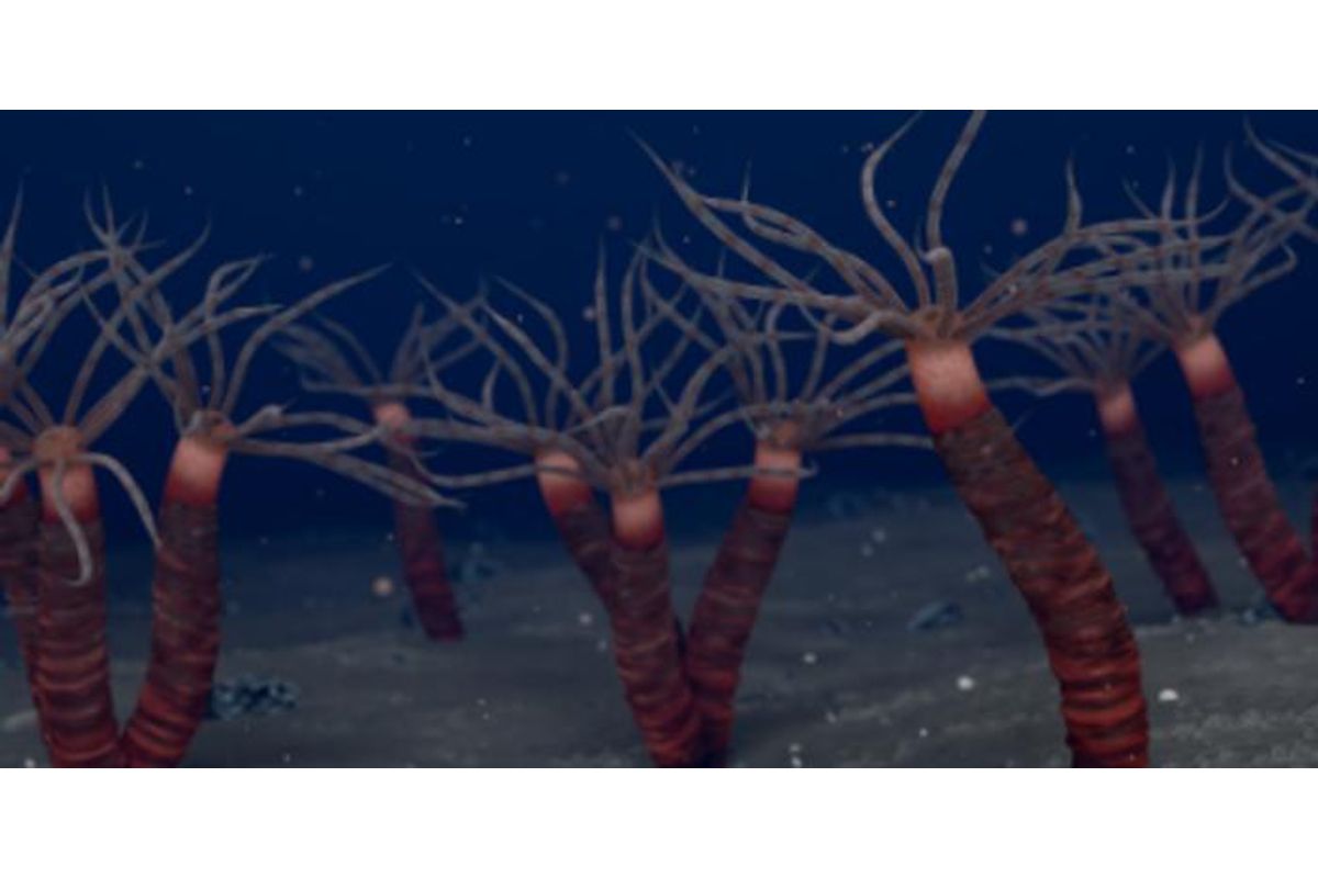 450‑Million‑Year‑Old Jellyfish Relative Reveals New Species and Clues ...
