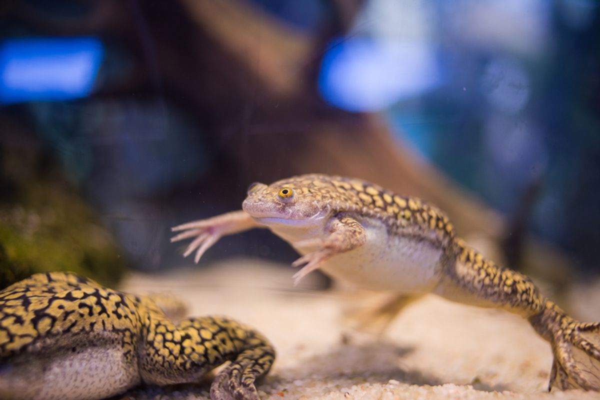 These Invasive Frogs Were Once Used as Pregnancy Tests — Now They're ...
