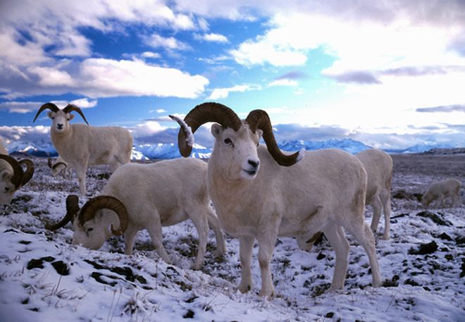 The Top 10 U.S. National Parks for Unique Wildlife and Fossil Beds ...