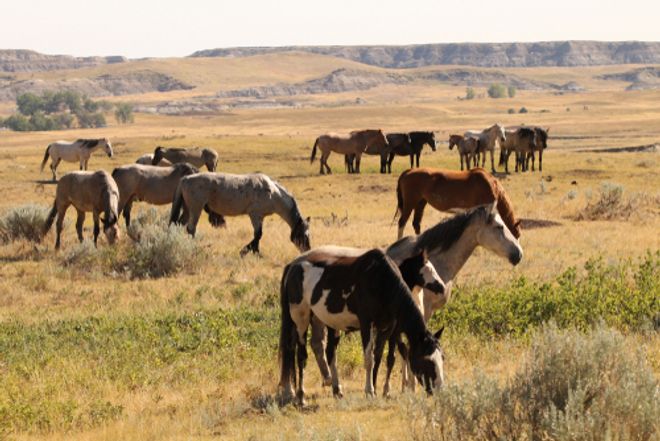 The Top 10 U.S. National Parks for Unique Wildlife and Fossil Beds ...