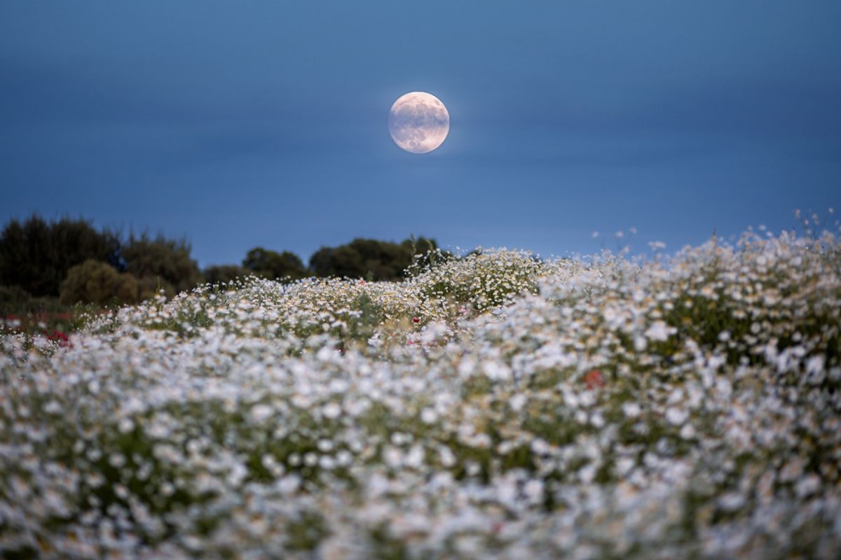 How to See May’s Flower Moon as It Peaks in Daylight — Part of a Rare ...