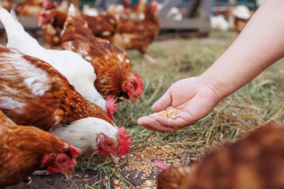 Salmonella Outbreak Emerges in the U.S. and May Be Resistant to Some ...